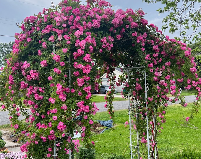4 RARE peggy Martin Trailing Rose Cuttings for Propagation-unrooted - Etsy