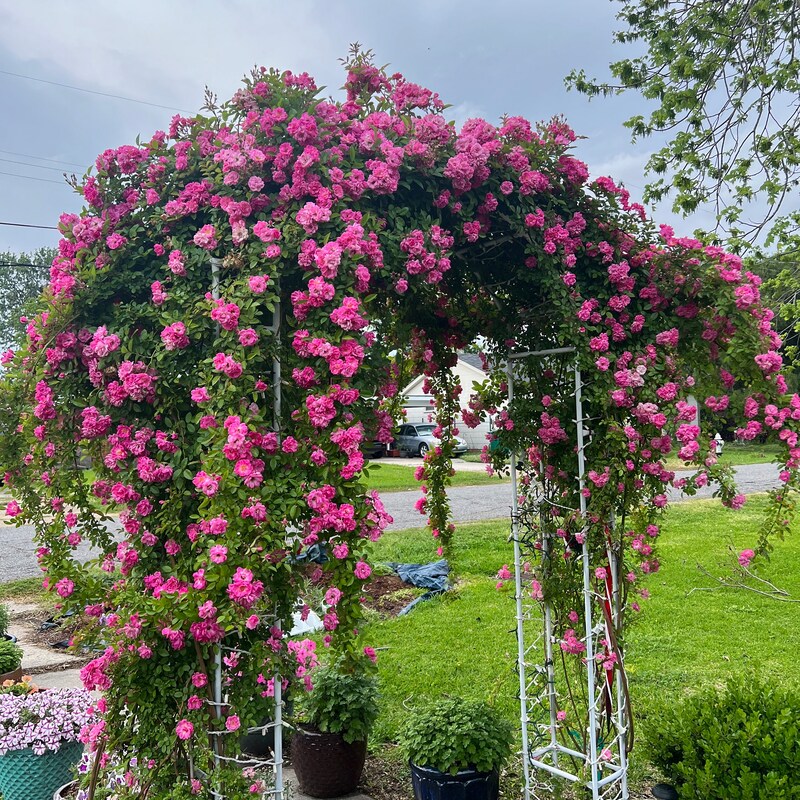 Planters for Rose Bushes - Etsy