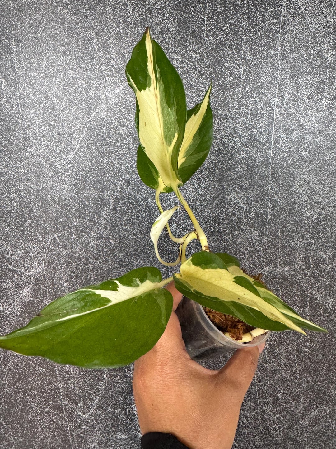 Mutant Manjula Pothos free Shipping - Etsy