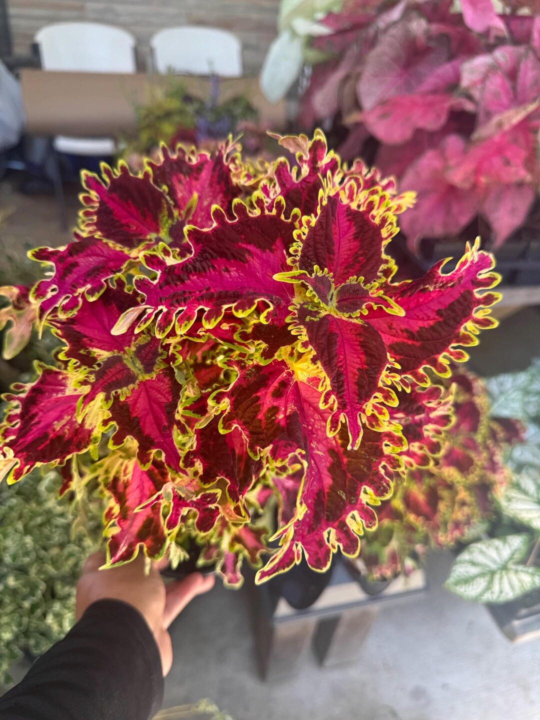Coleus Solar Flare Full Plant (free Shipping) - Etsy