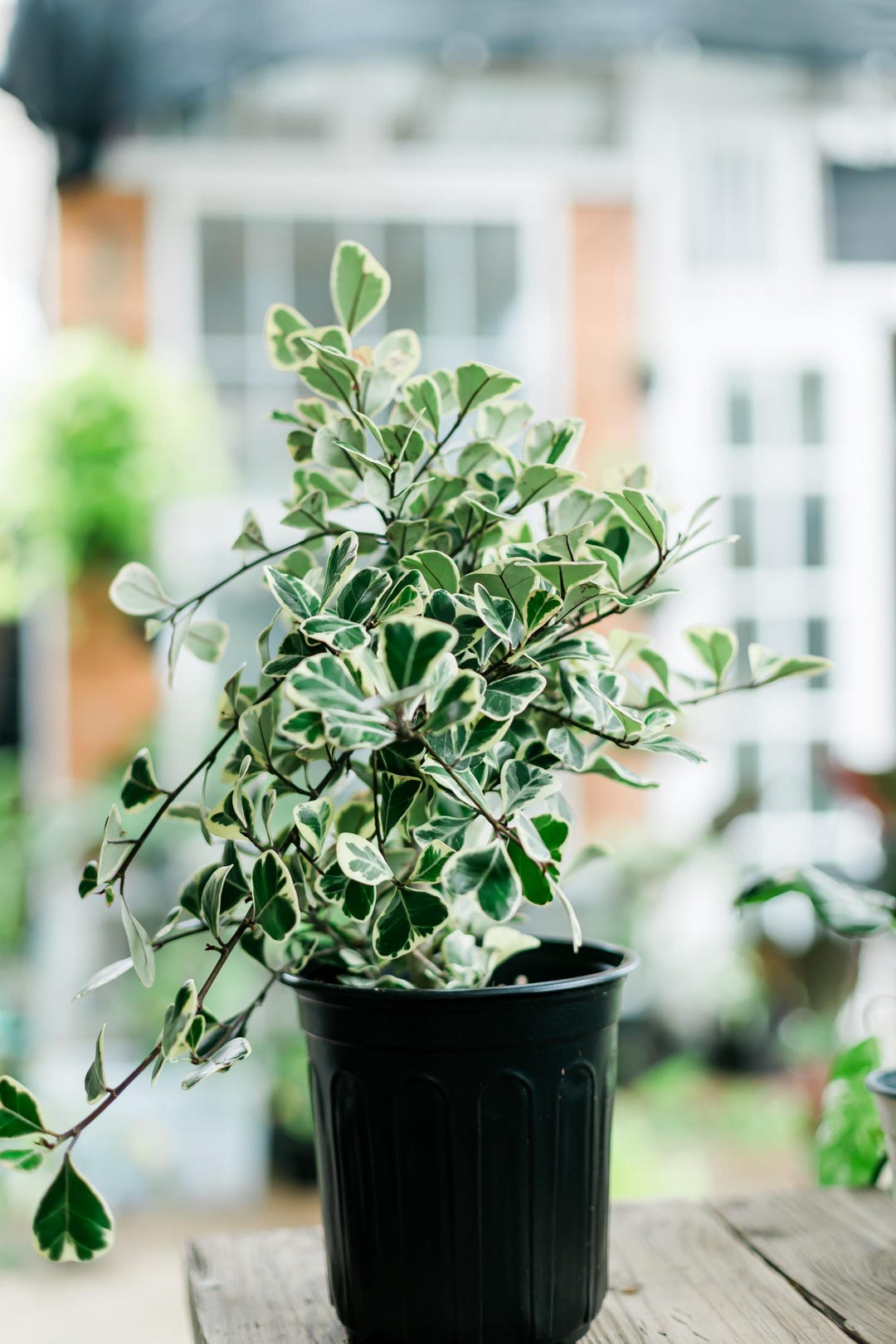 Variegated Ficus Triangularis (gallon) FREE Shipping - Etsy