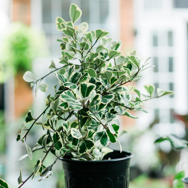 Ficus Triangularis Variegated - Etsy