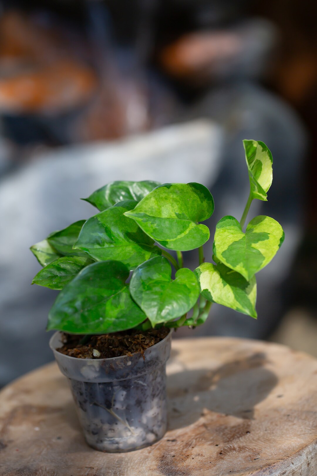 Lemon Meringue Pothos - Etsy