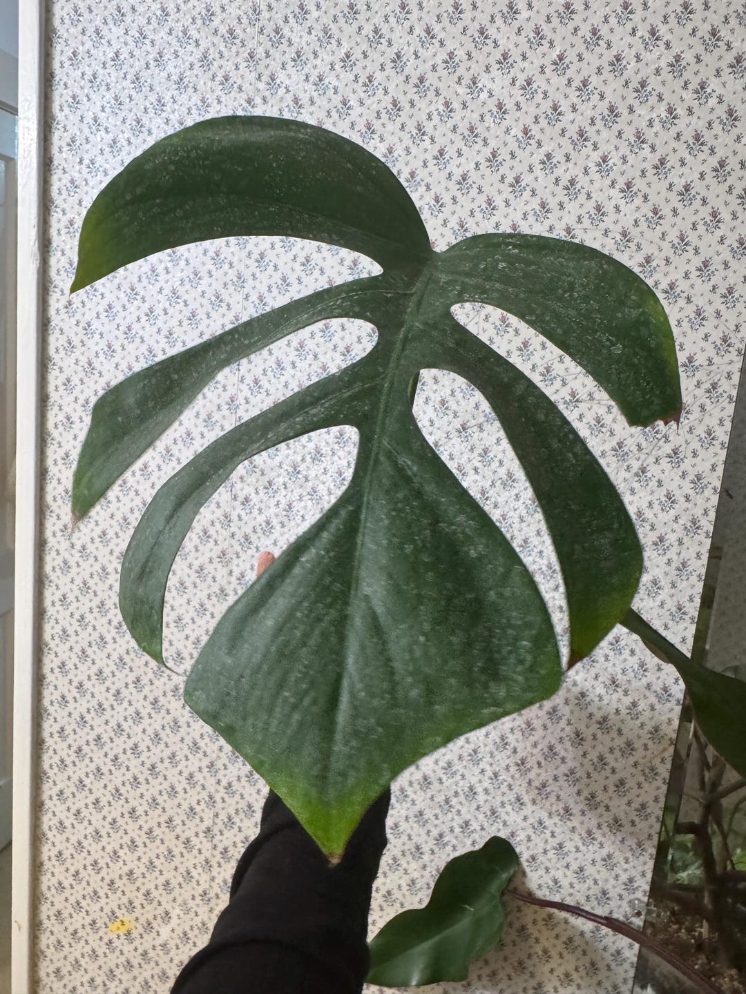 Monstera Sierrana Hawaiian Form free Shipping - Etsy