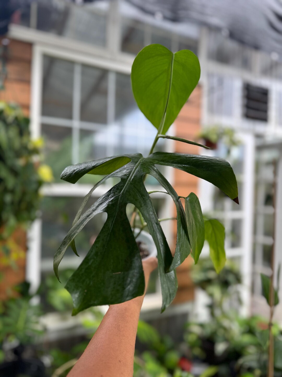 Monstera Sierrana Hawaiian Form (free Shipping) - Etsy