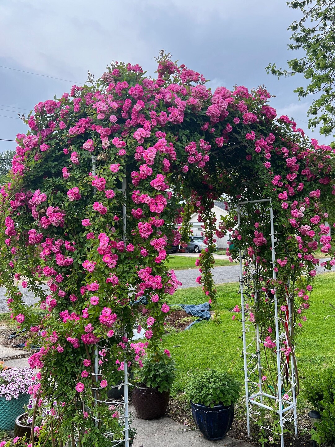 Peggy Martin Rose Cuttings 5 Cuttings Free Shipping - Etsy