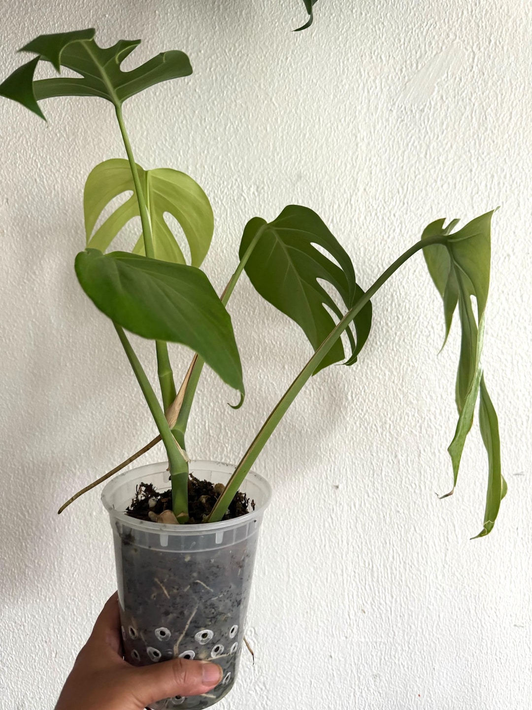 Monstera Sierrana Mexican Form free Shipping - Etsy