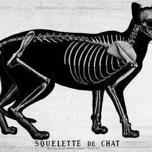 Émile Deyrolle Cat Anatomy Print, Gothic Cat Skeleton Study, Chat Art ...