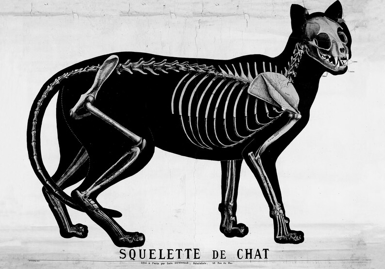 Émile Deyrolle Cat Anatomy Print Gothic Cat Skeleton Study | Etsy