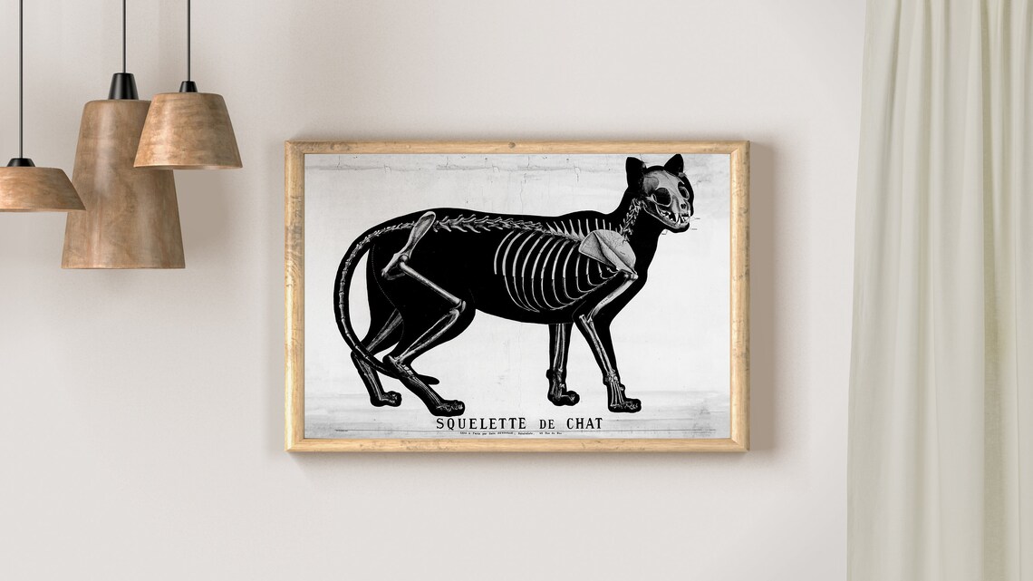 Émile Deyrolle Cat Anatomy Print Gothic Cat Skeleton Study | Etsy