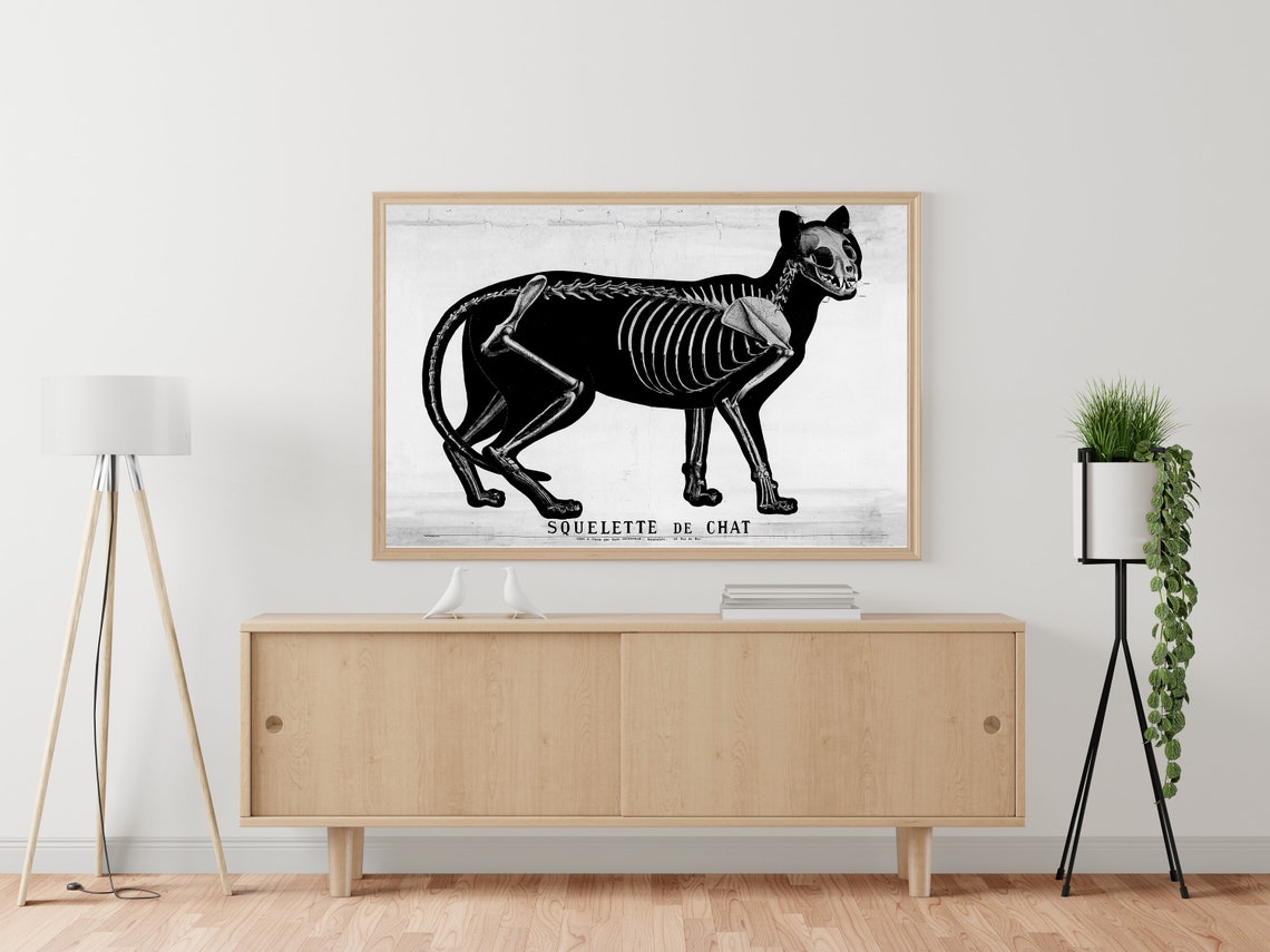 Émile Deyrolle Cat Anatomy Print Gothic Cat Skeleton Study | Etsy