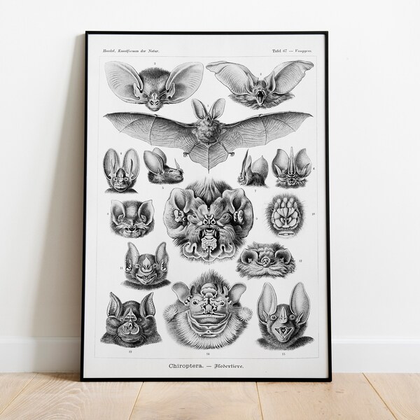 Bat Poster - Etsy