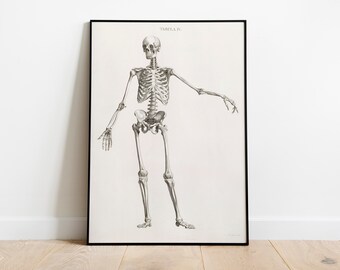 Vintage Skeleton Wall Poster - Etsy
