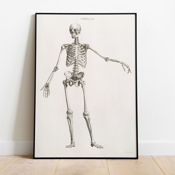 Human Skeleton Poster - Etsy Australia
