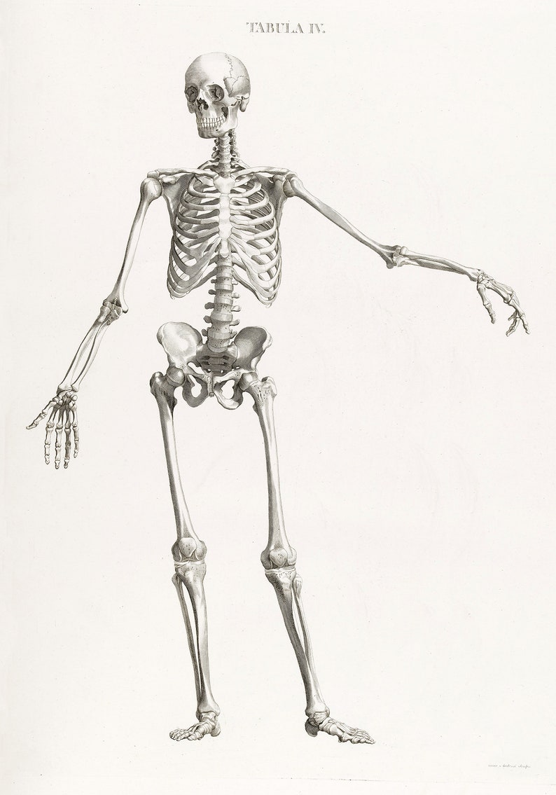 Vintage Human Skeleton Anatomy Art Print Dark Academia Print - Etsy