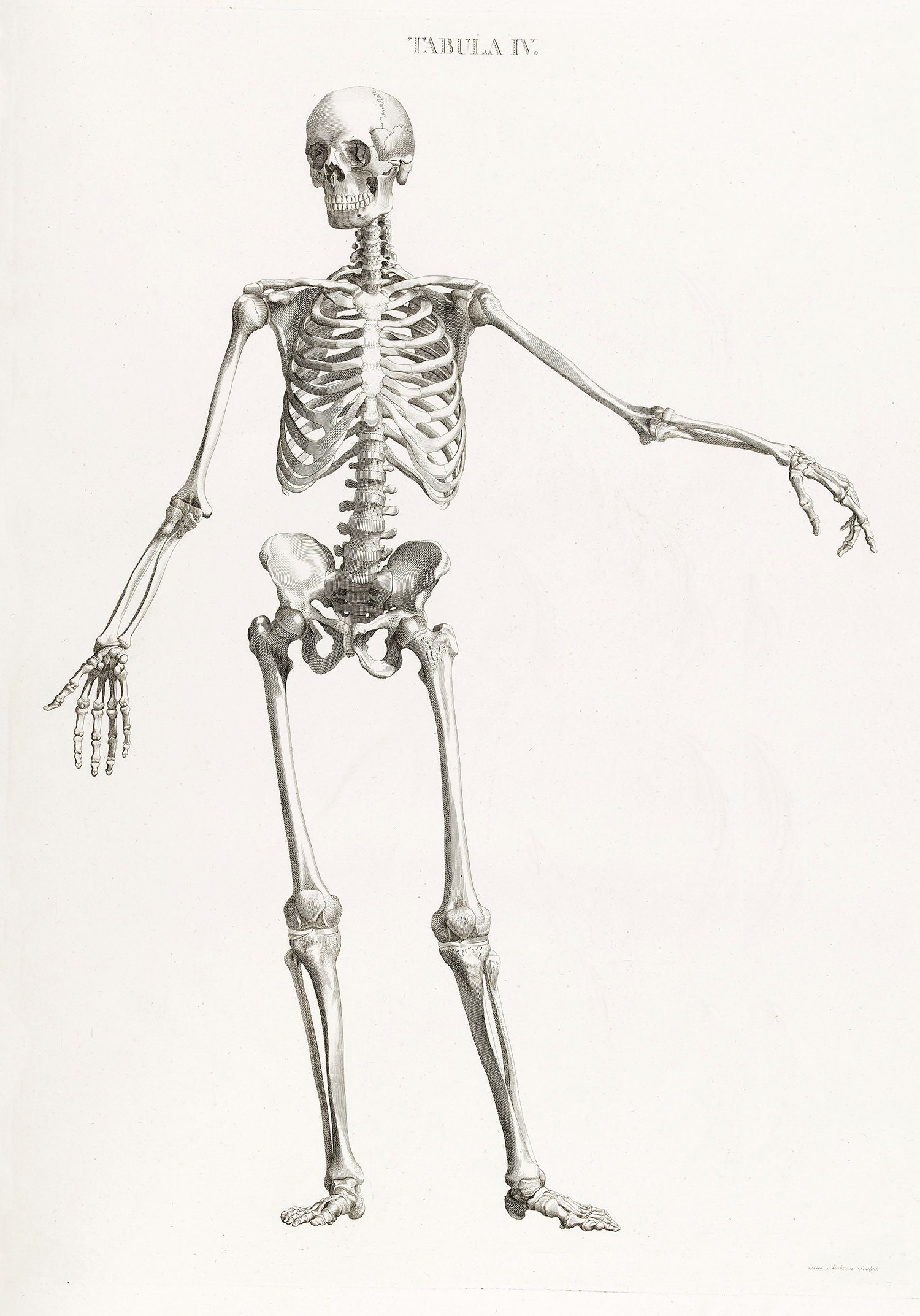 Vintage Human Skeleton Anatomy Art Print Dark academia print | Etsy