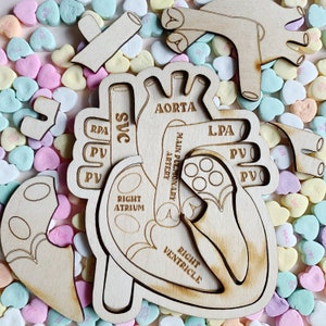 Anatomical Heart Wooden Puzzle - Etsy