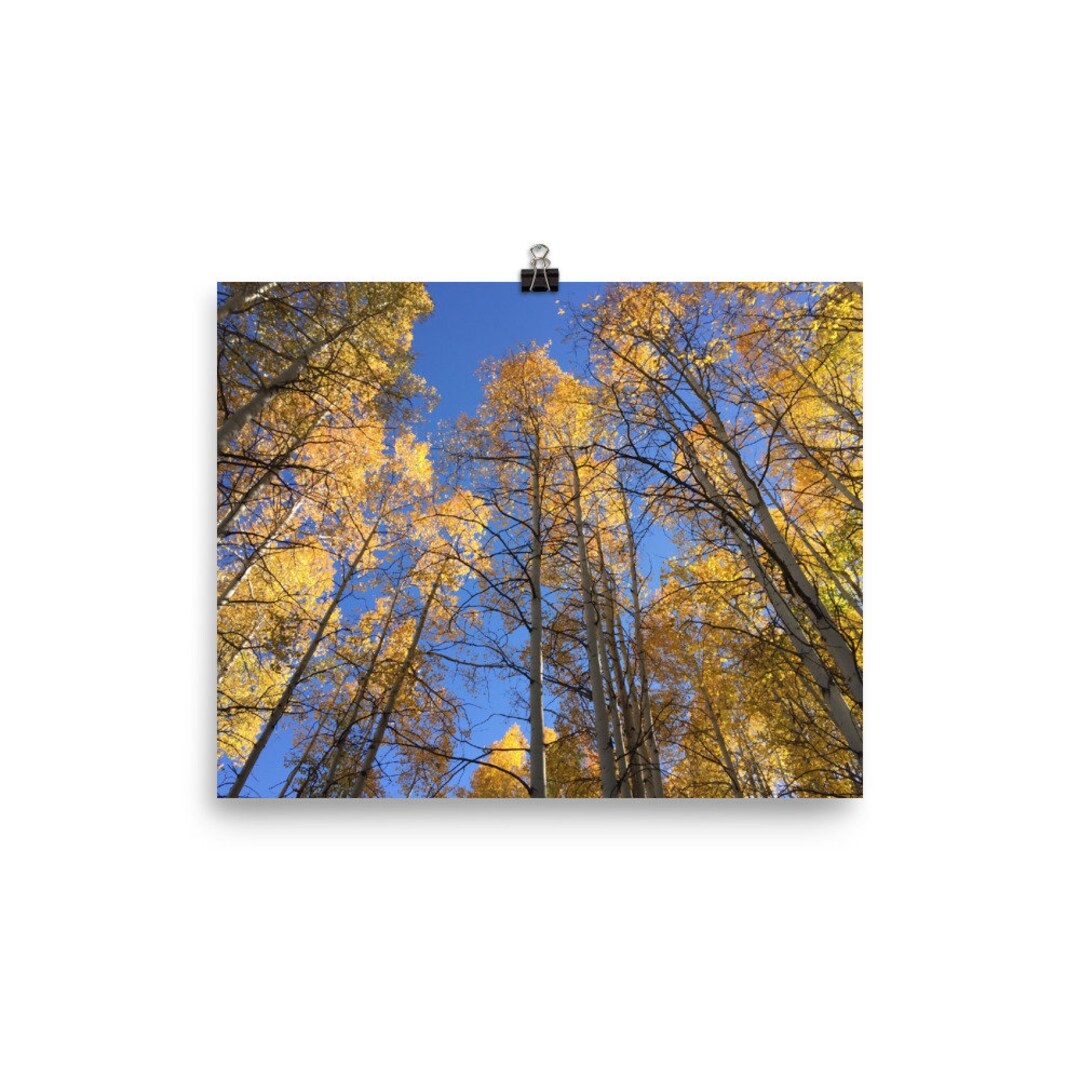 Aspen Tree Poster - Etsy