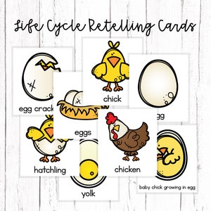 Chicken Life Cycle Emergent Reader Book and Activities | Etsy