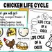 Chicken Life Cycle Emergent Reader Book and Activities | Homeschool ...