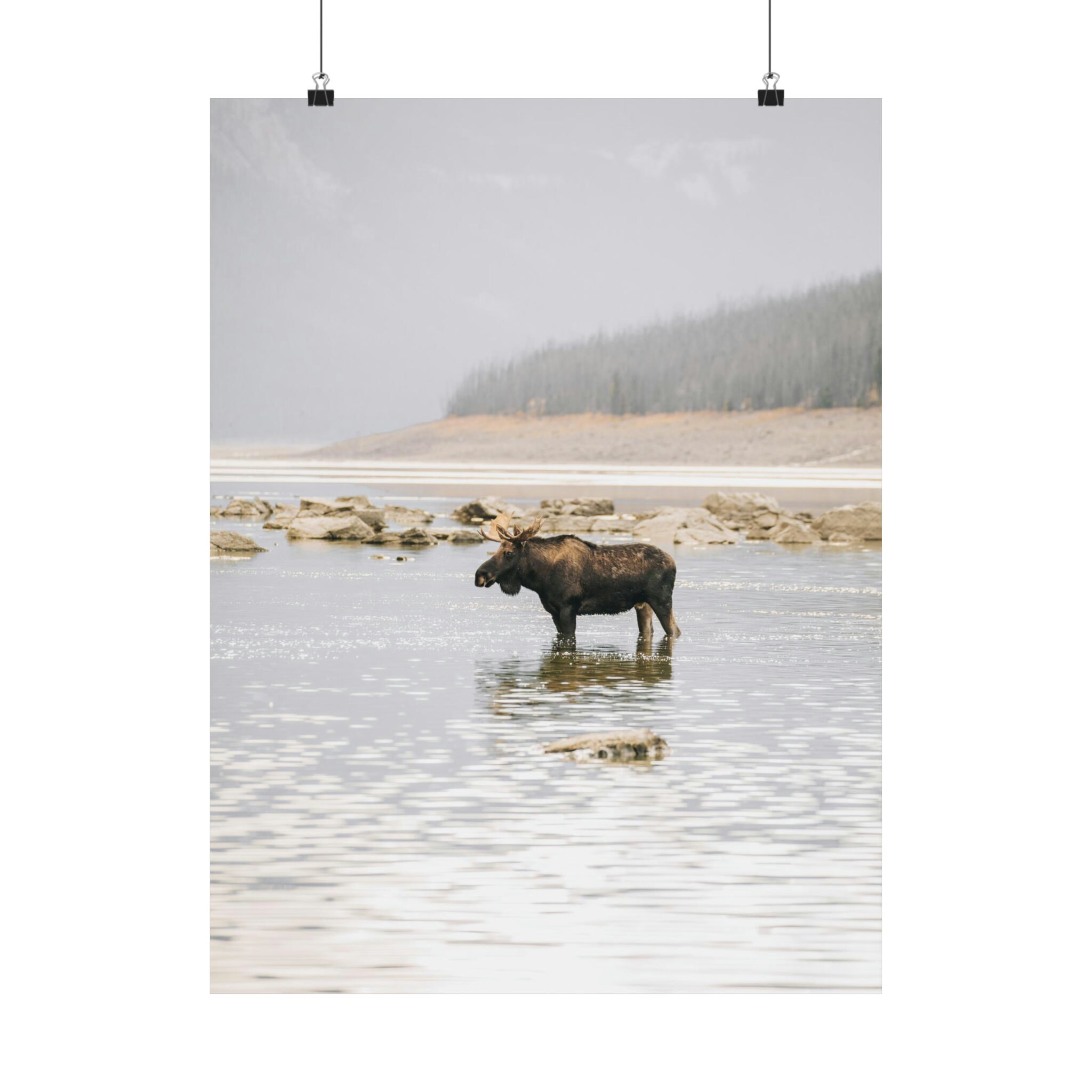 Bull Moose Vertical Poster - Etsy