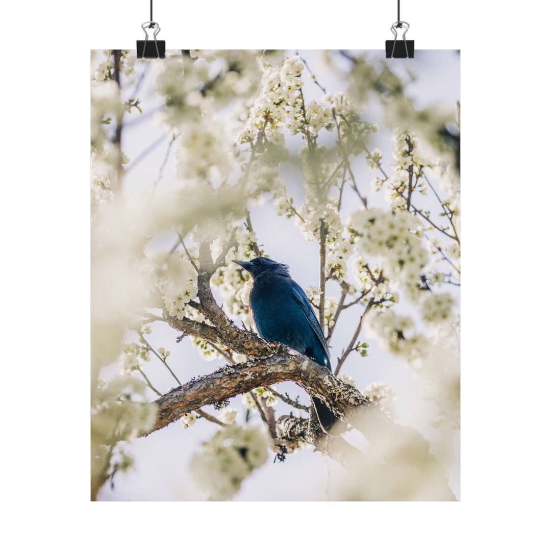 Stellar Jay in the Blossoms Poster - Etsy