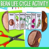 Life Cycle of a Bean Plant Foldable Kids' Craft Science Activity A4 and ...