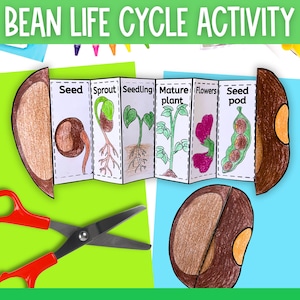 Life Cycle of a Bean Plant Foldable Kids' Craft Science Activity A4 and ...