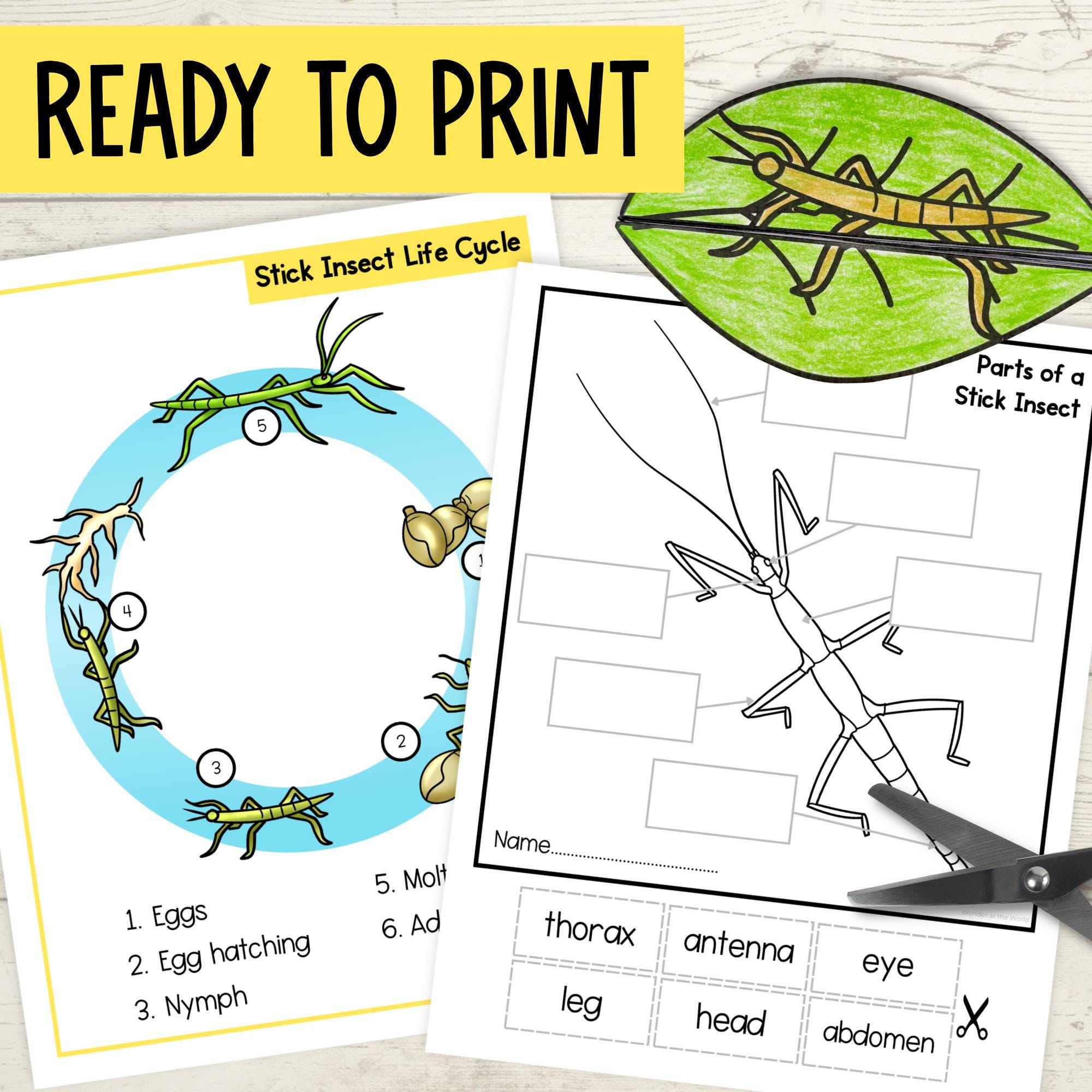 Life Cycle and Parts of a Stick Insect Cut and Paste Science Activities ...