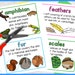 Vertebrate Animal Classification Science Vocabulary Word Wall | UK and ...