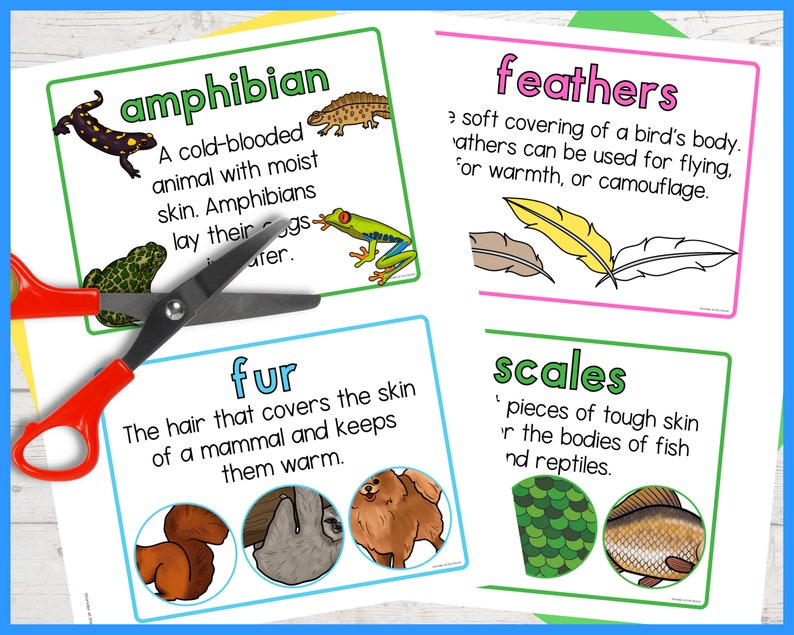 Vertebrate Animal Classification Science Vocabulary Word Wall | UK and ...