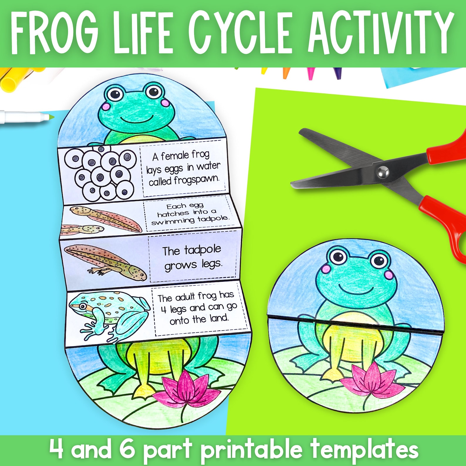 Life Cycle of a Frog Foldable Kids' Craft A4 and 11x8.5 Inch Printables ...
