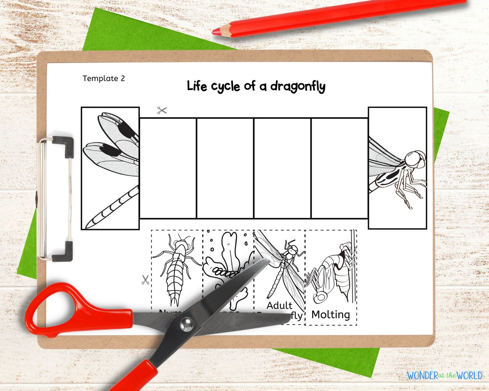 Life Cycle of a Dragonfly Foldout Kids' Craft A4 and 11x8.5 Inch ...