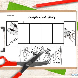 Life Cycle of a Dragonfly Foldout Kids' Craft A4 and 11x8.5 Inch ...