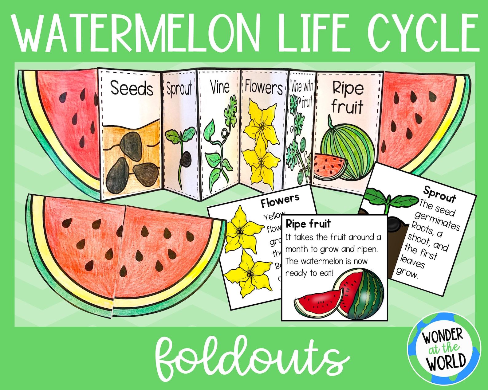 Life Cycle of a Watermelon Plant Foldable Kids' Craft | A4 and 11x8.5 ...