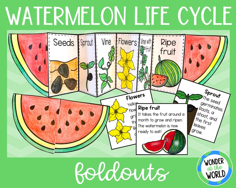 Life Cycle of a Watermelon Plant Foldable Kids' Craft | A4 and 11x8.5 ...