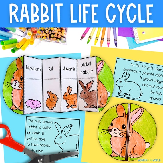 Rabbit Life Cycle Stages