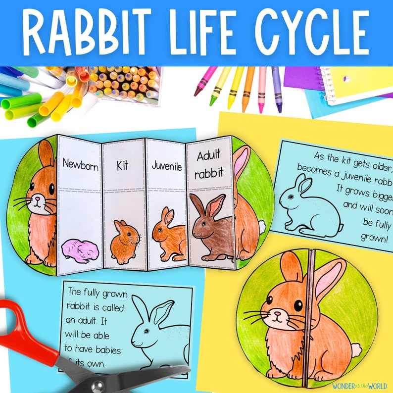 Life Cycle of a Rabbit Foldable Sequencing Activity Cut and Paste ...