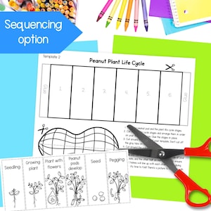 Life Cycle of a Peanut Plant Sequence and Fold Cut Paste Science Craft ...