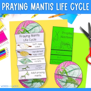 Life Cycle of a Praying Mantis Insect Foldable Sequencing Activity Cut ...