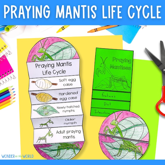 Life Cycle Of A Mantis