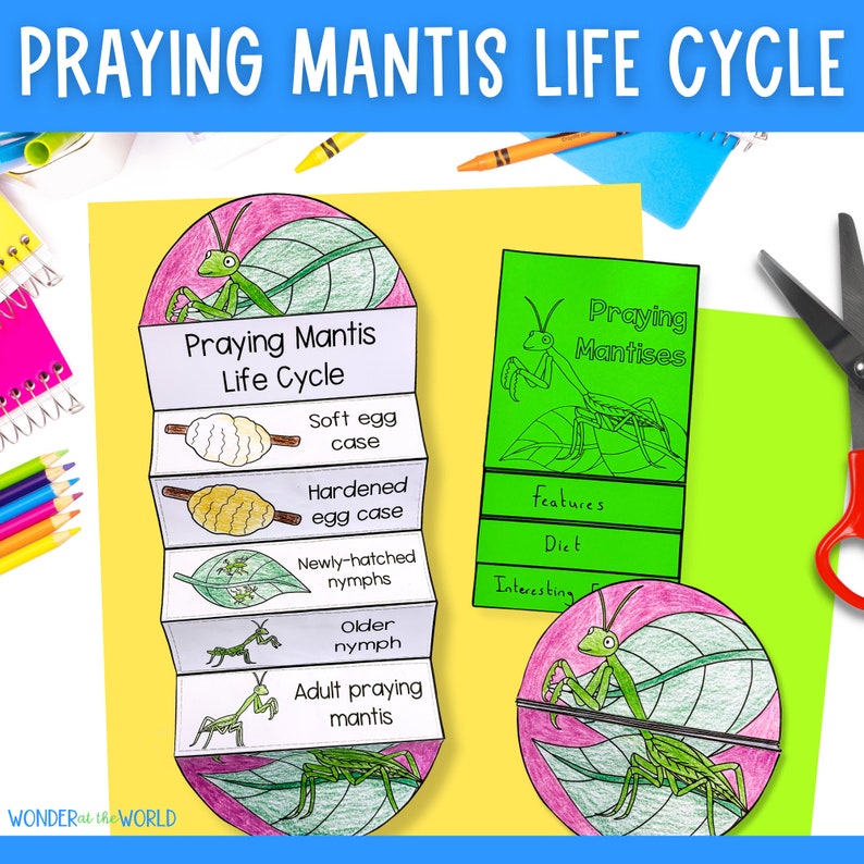 Life Cycle of a Praying Mantis Insect Foldable Sequencing Activity Cut ...