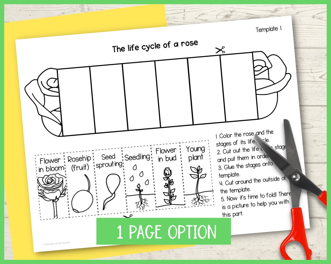 Printable Life Cycle of a Rose Plant Foldable Activity Life Cycle ...