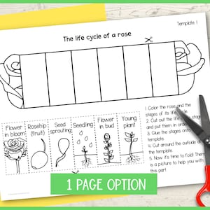 Life Cycle of a Rose Plant Fold and Sequence Craft Activity | Valentine ...