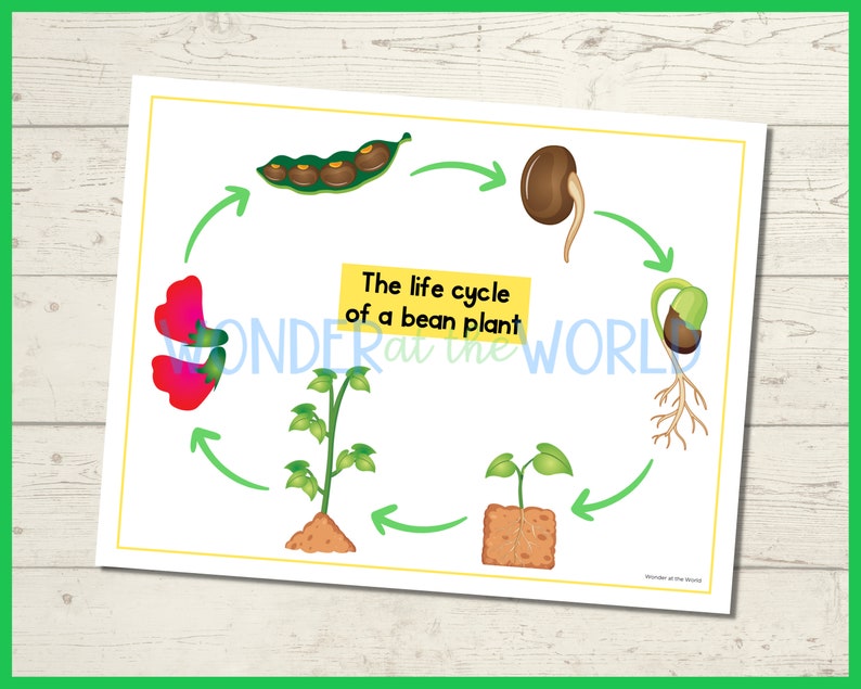Life Cycle of a Bean Plant Foldable Kids' Craft Science - Etsy Canada