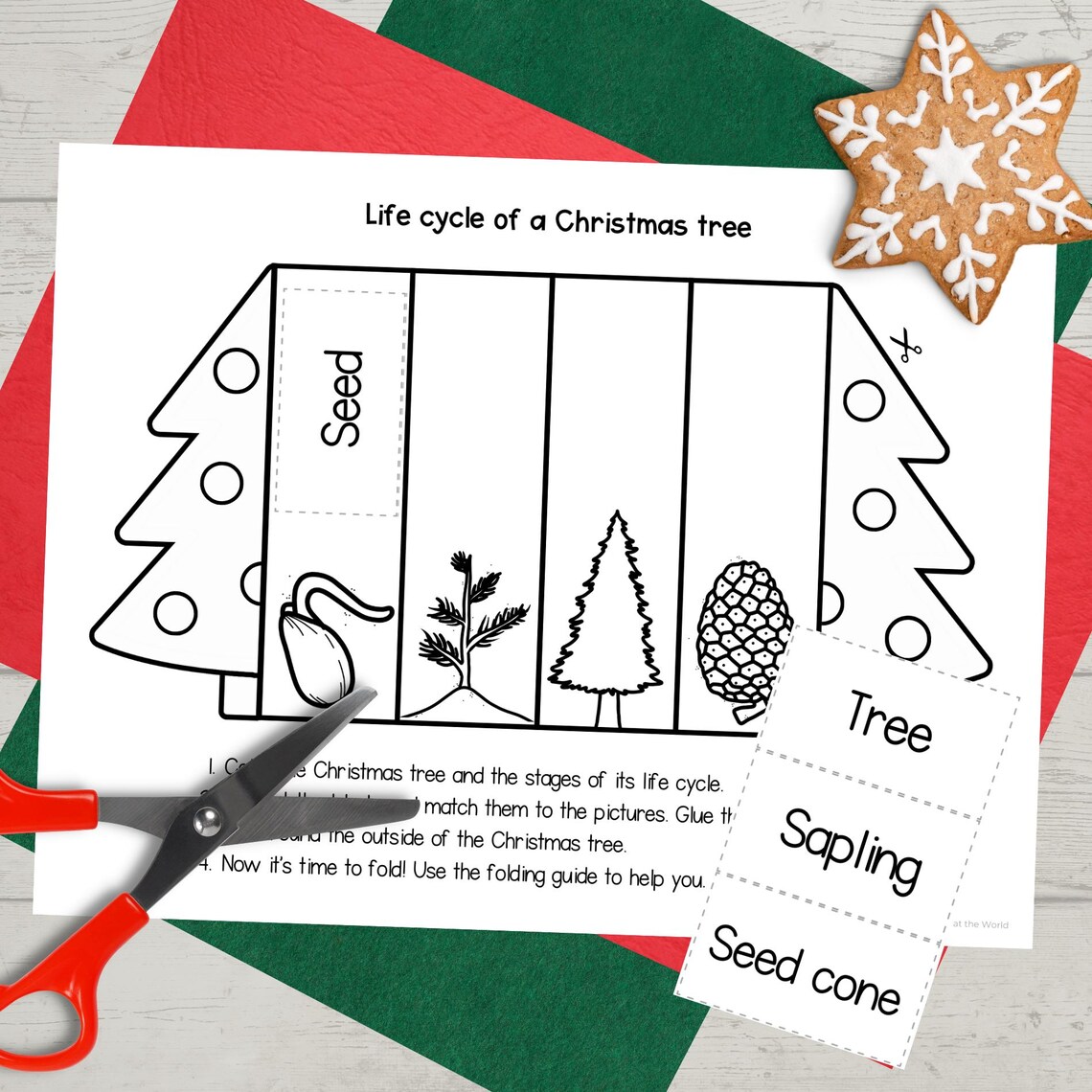 Life Cycle of a Coniferous Christmas Tree Foldout and Spinner Craft ...