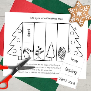 Life Cycle of a Coniferous Christmas Tree Foldout and Spinner Craft ...