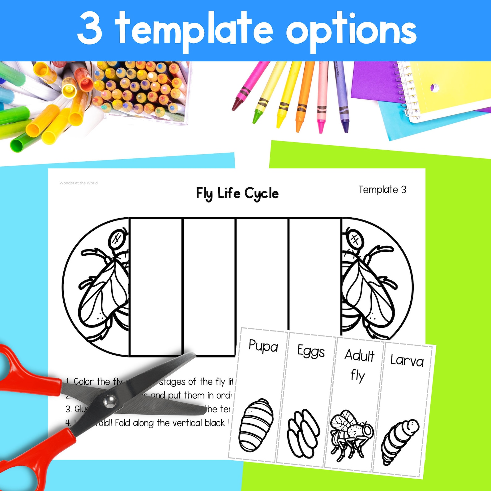 Life Cycle of a Fly Foldable Insect Activity Cut and Paste Science ...