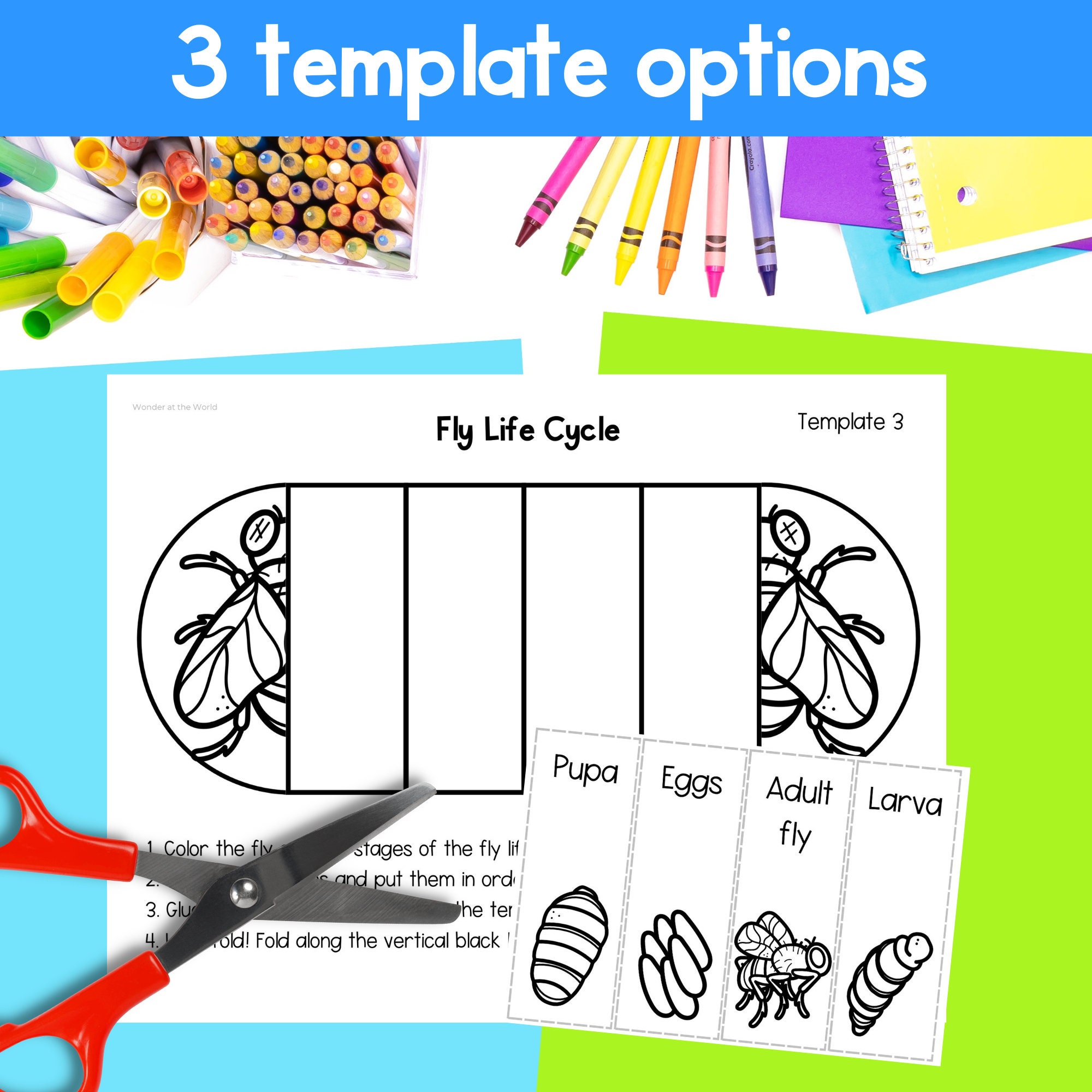 Life Cycle of a Fly Foldable Insect Activity Cut and Paste Science ...