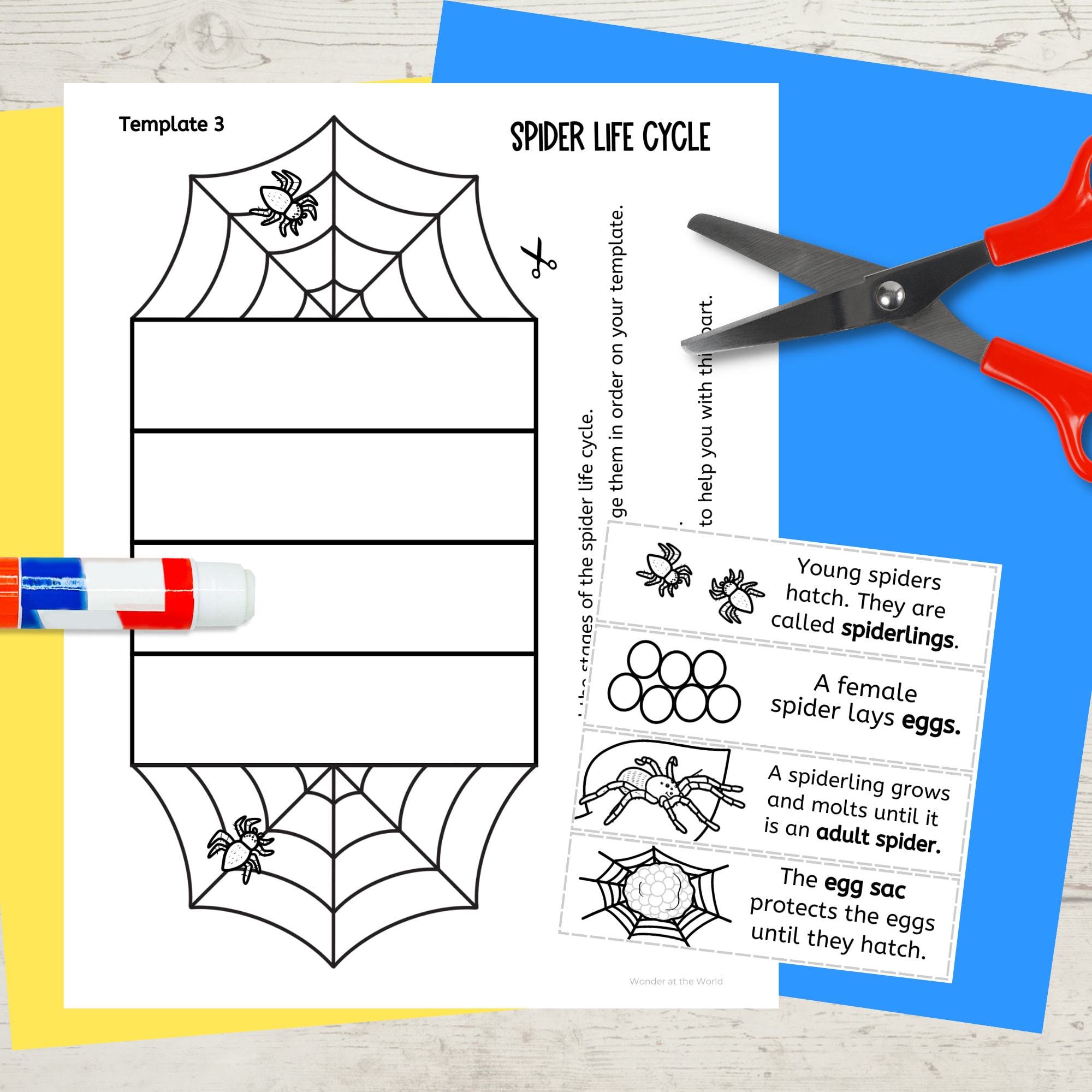 Life cycle of a spider sequence and fold kids' science craft | A4 and ...